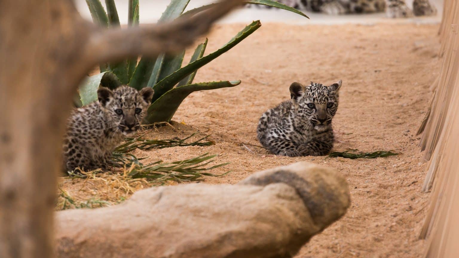 How HRH Princess Reema Bint Bandar Al Saud's Initiative is Raising ...