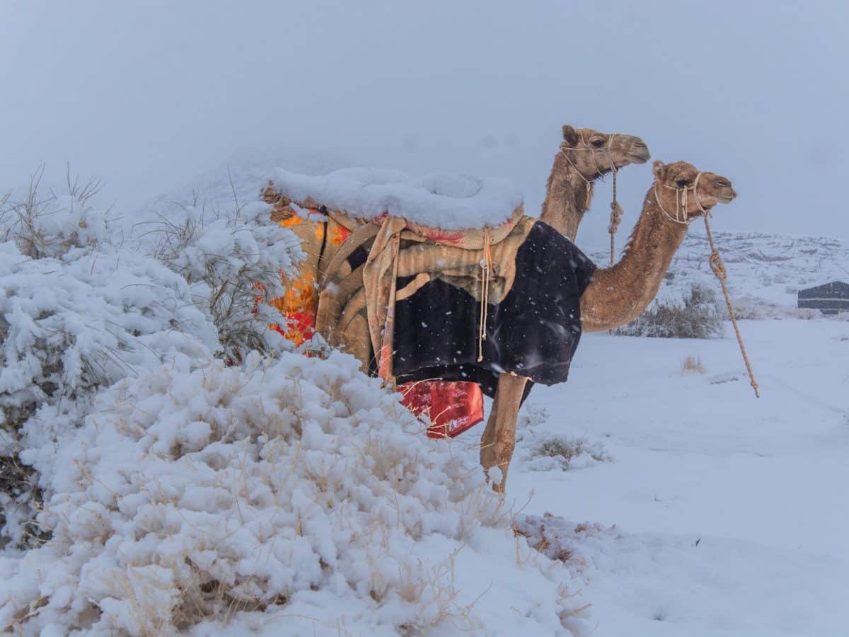 Snow in Saudi: Tabuk Region Turns Into A Winter Wonderland