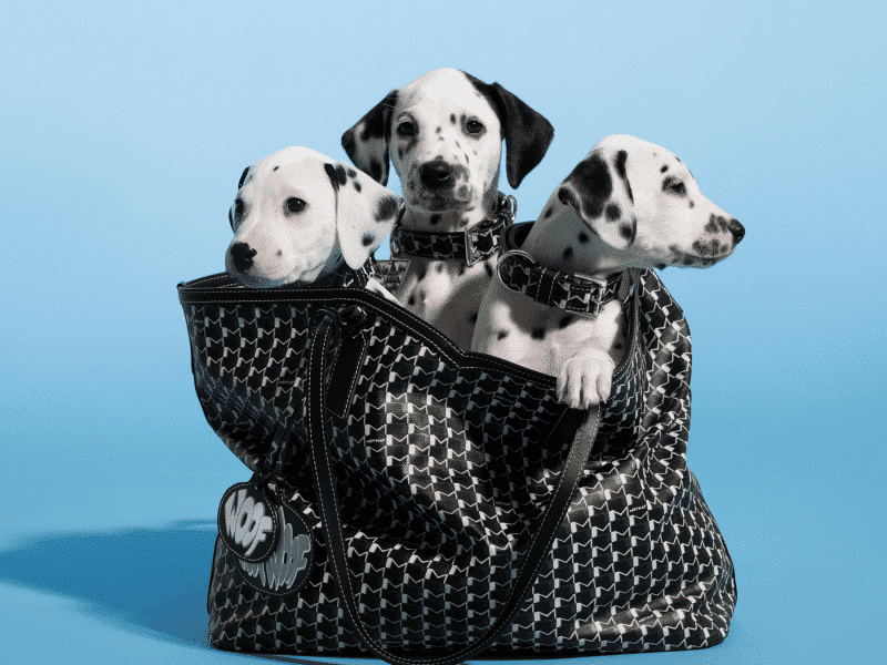 Dior Brought The Circus And 15 Exclusive Designs To Dubai | Harper's ...