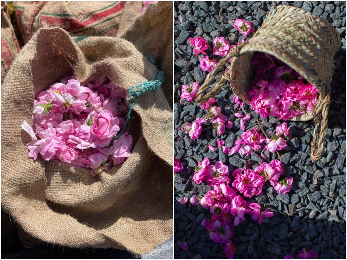 Saudi Arabia's Taif Rose Festival 2024 in Pictures