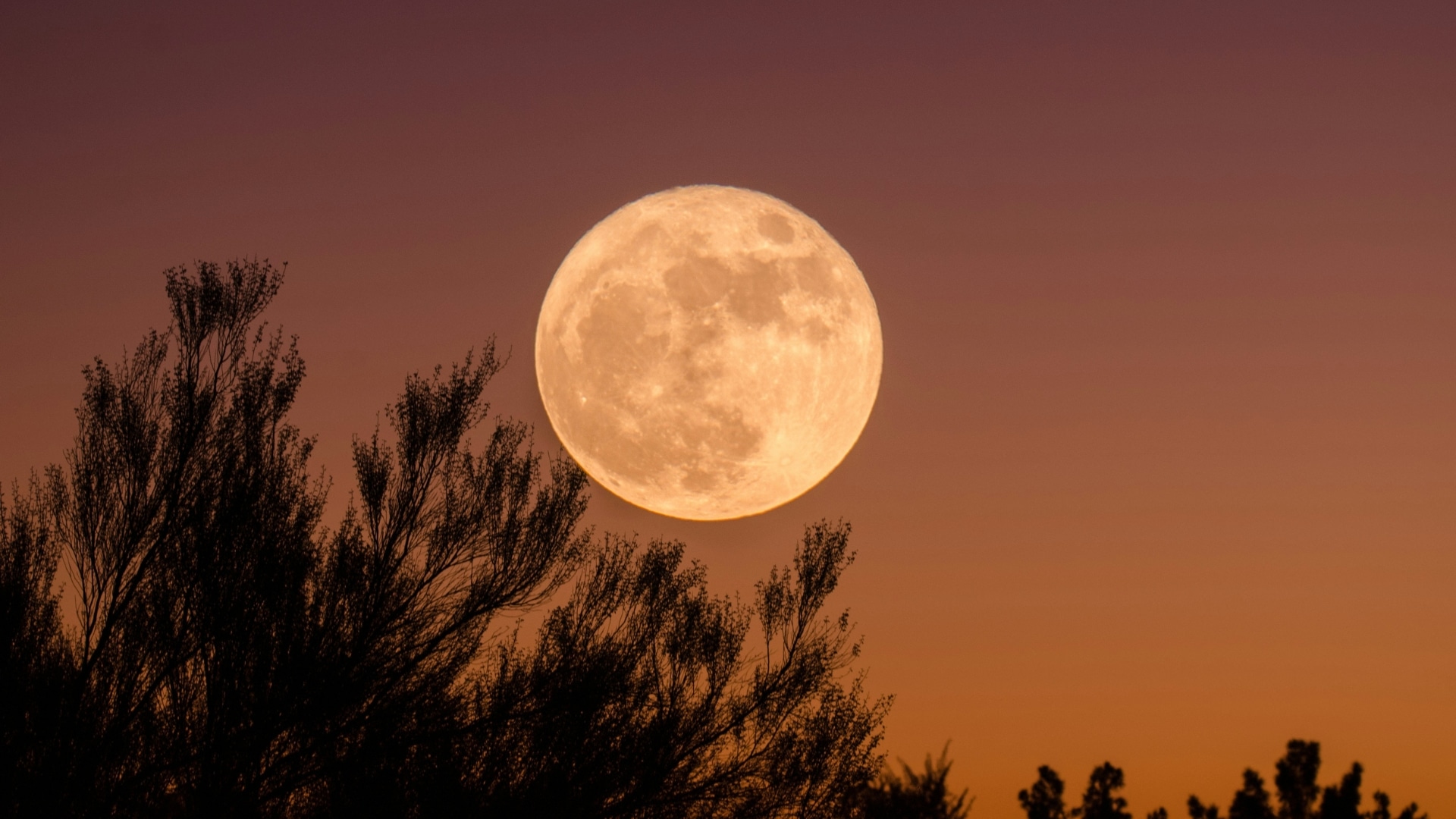 Flower Moon In The UAE: Best Spots to See It